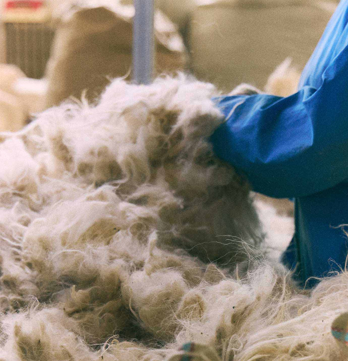 Where does cashmere come from? | Eric Bompard