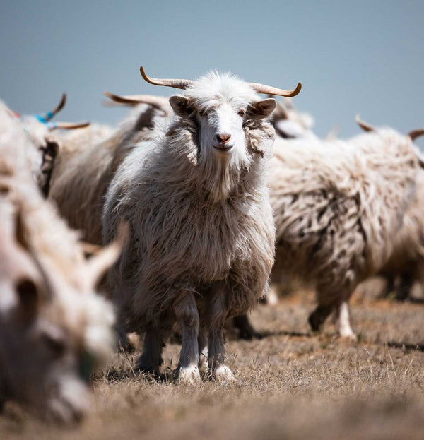 Where does cashmere come from? | Eric Bompard